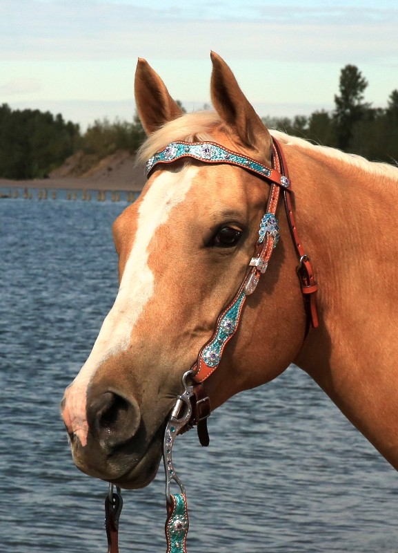 Jozee Girl Designs Custom Crystal Tack, Jewelry & Accessories - Tack ...